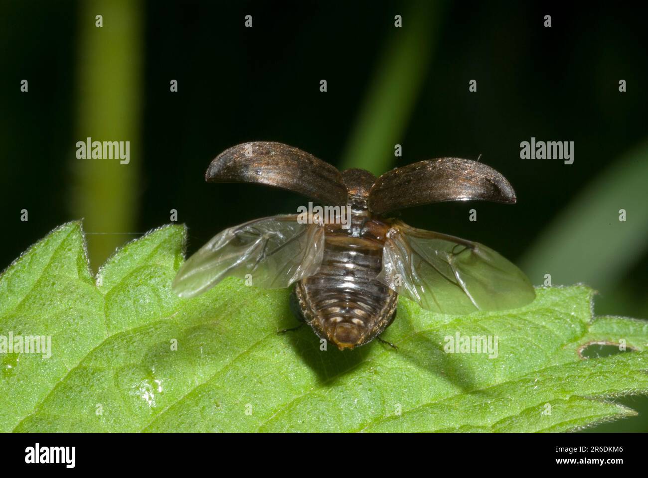 Coleoptera wings hi-res stock photography and images - Alamy