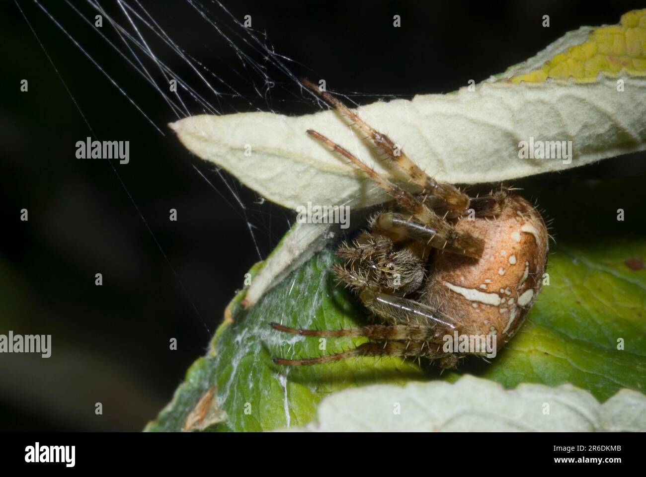 Hunter of spider hi-res stock photography and images - Alamy