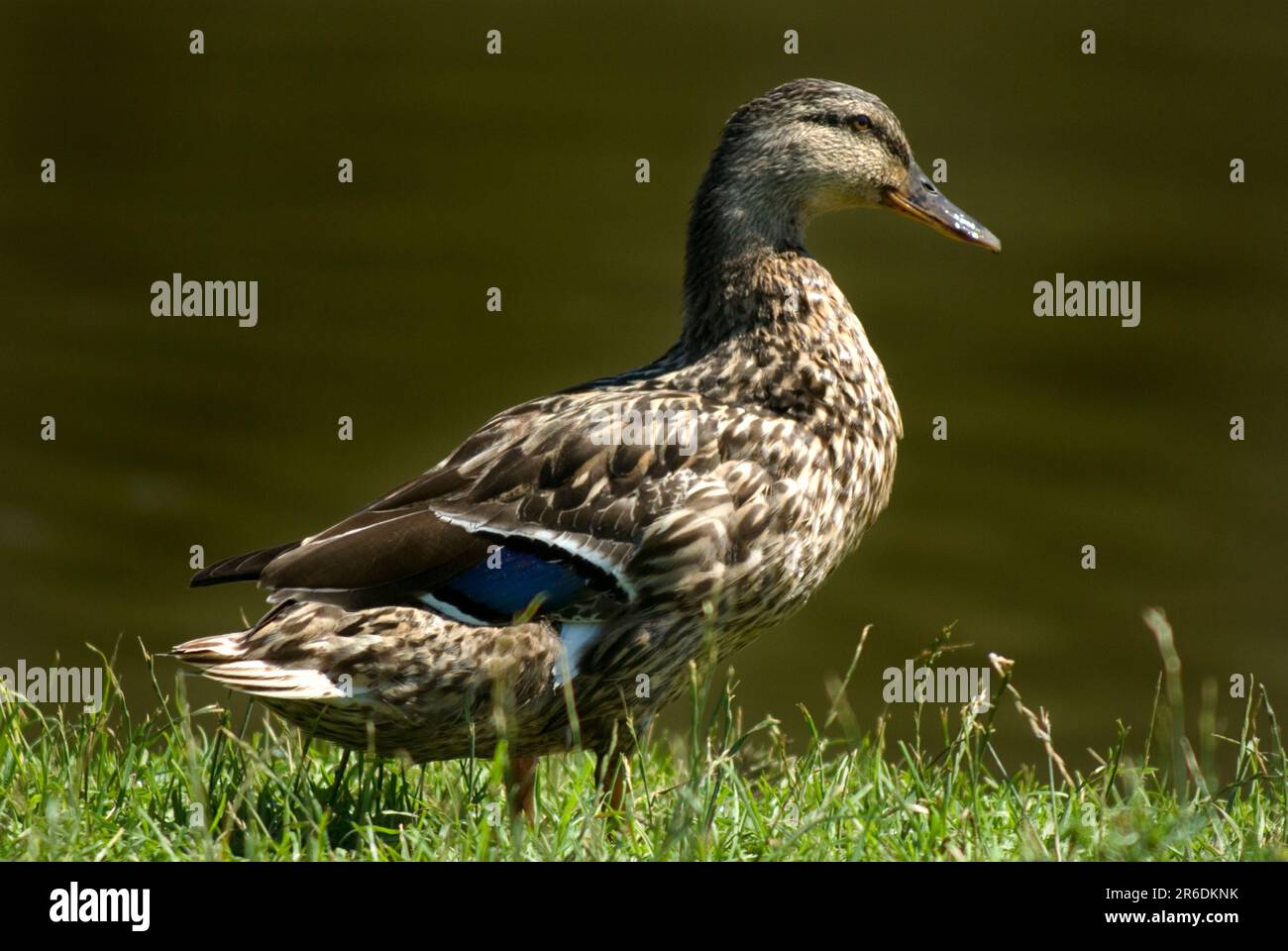 Female Mallard duck Stock Photo - Alamy