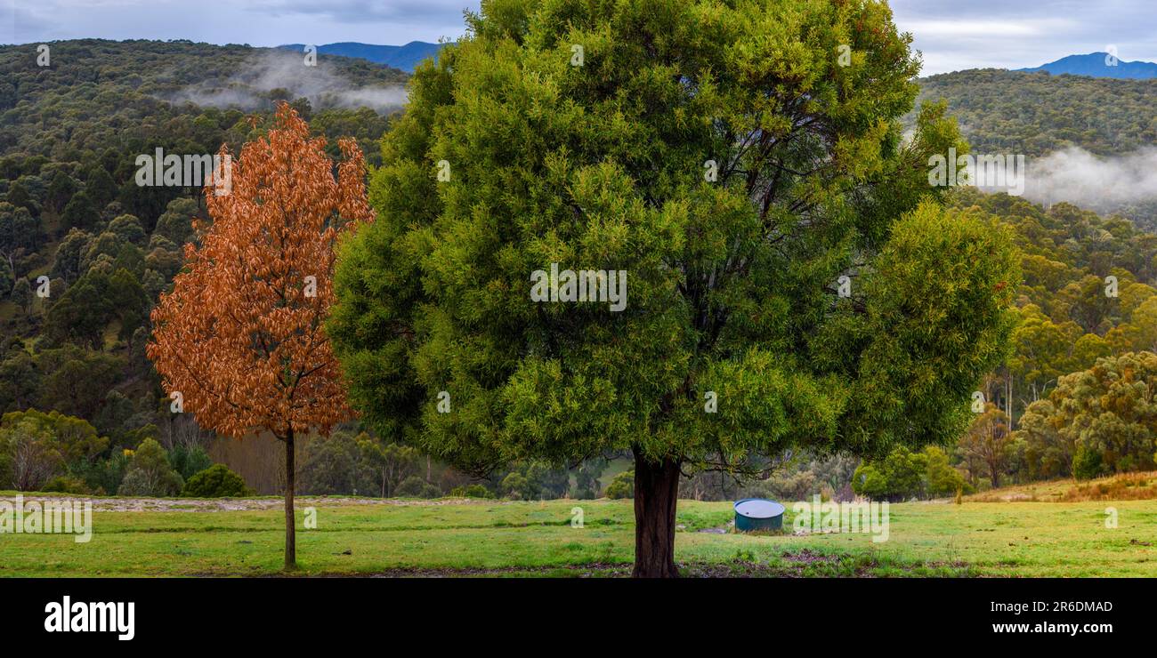 Victoria high country tree hi-res stock photography and images - Alamy