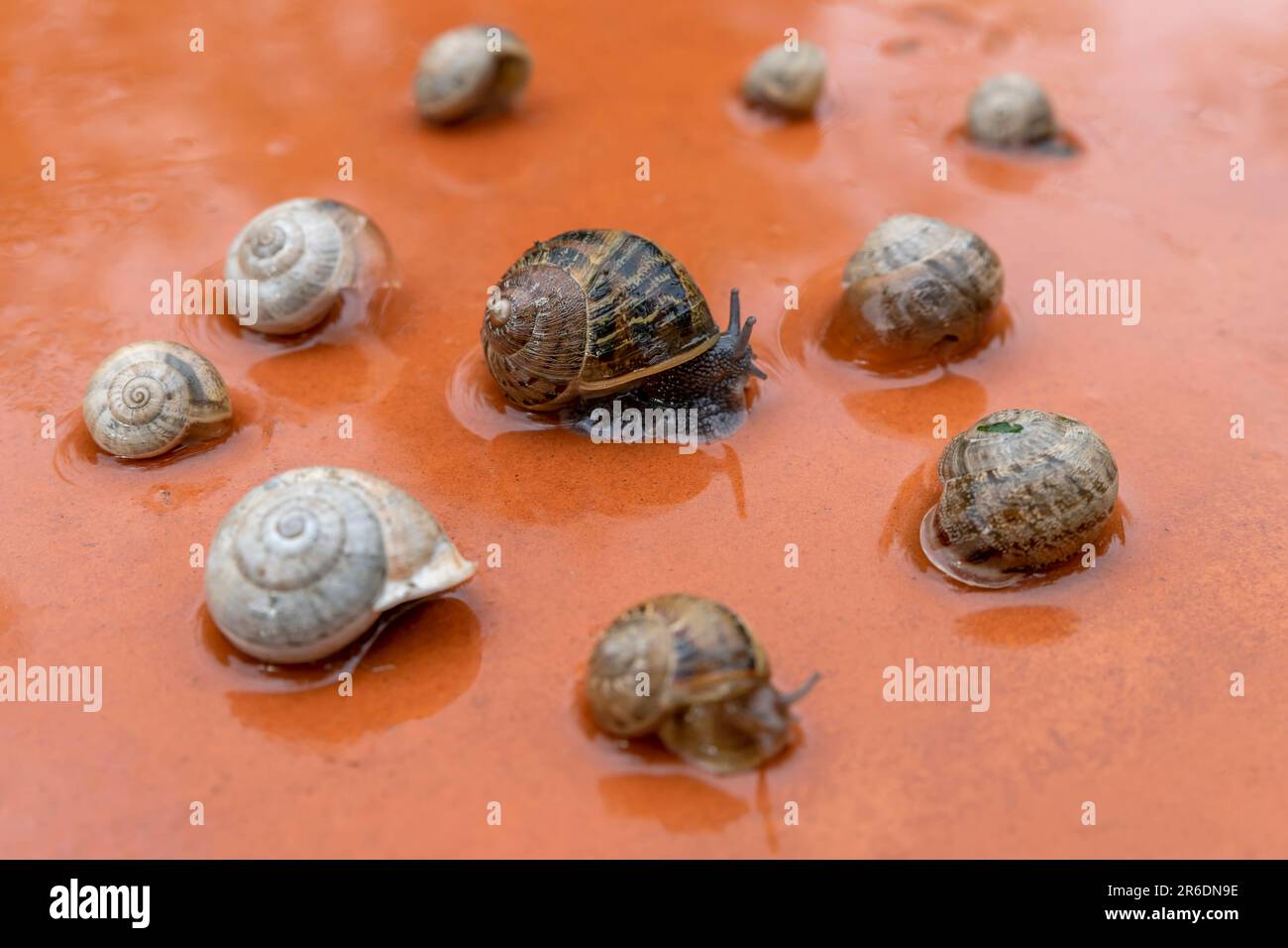 A group of snails moves across a wet orange surface Stock Photo - Alamy