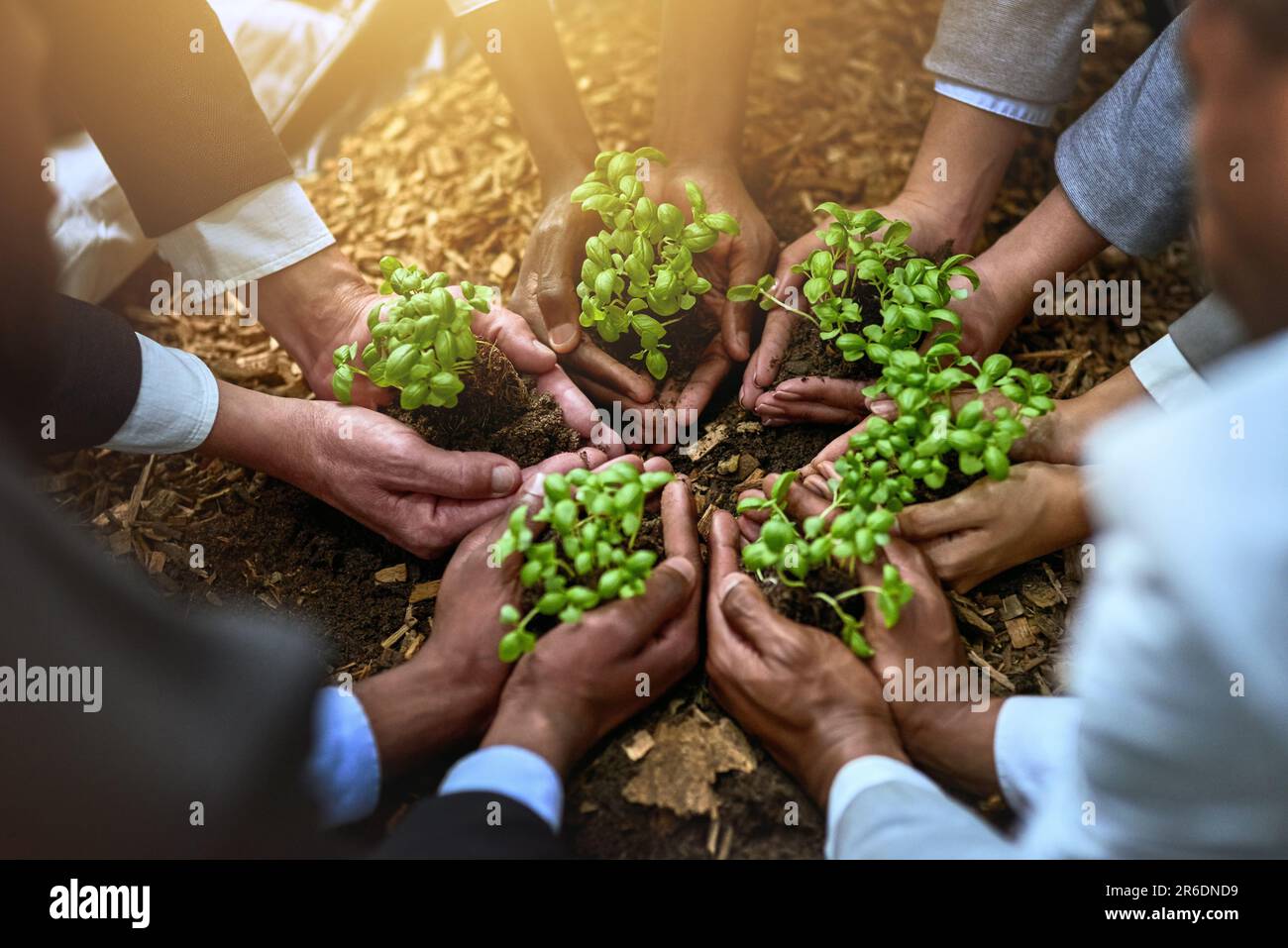 Palm, plants and group of people gardening, agriculture or sustainable ...