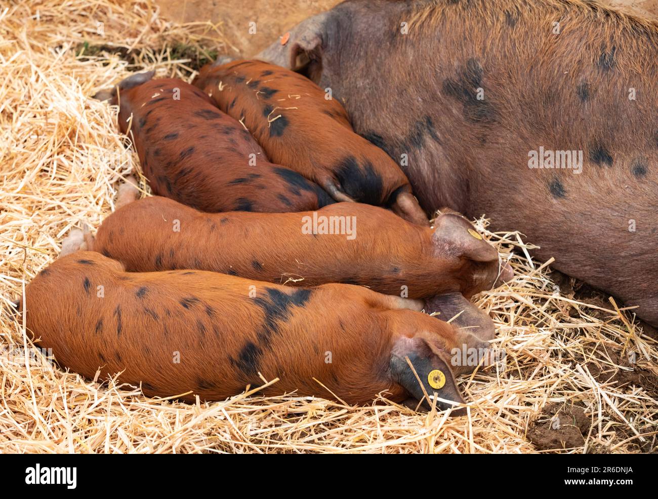 Oxford Sandy Pigs at The Royal Cornwall Show, Wadebridge Stock Photo ...