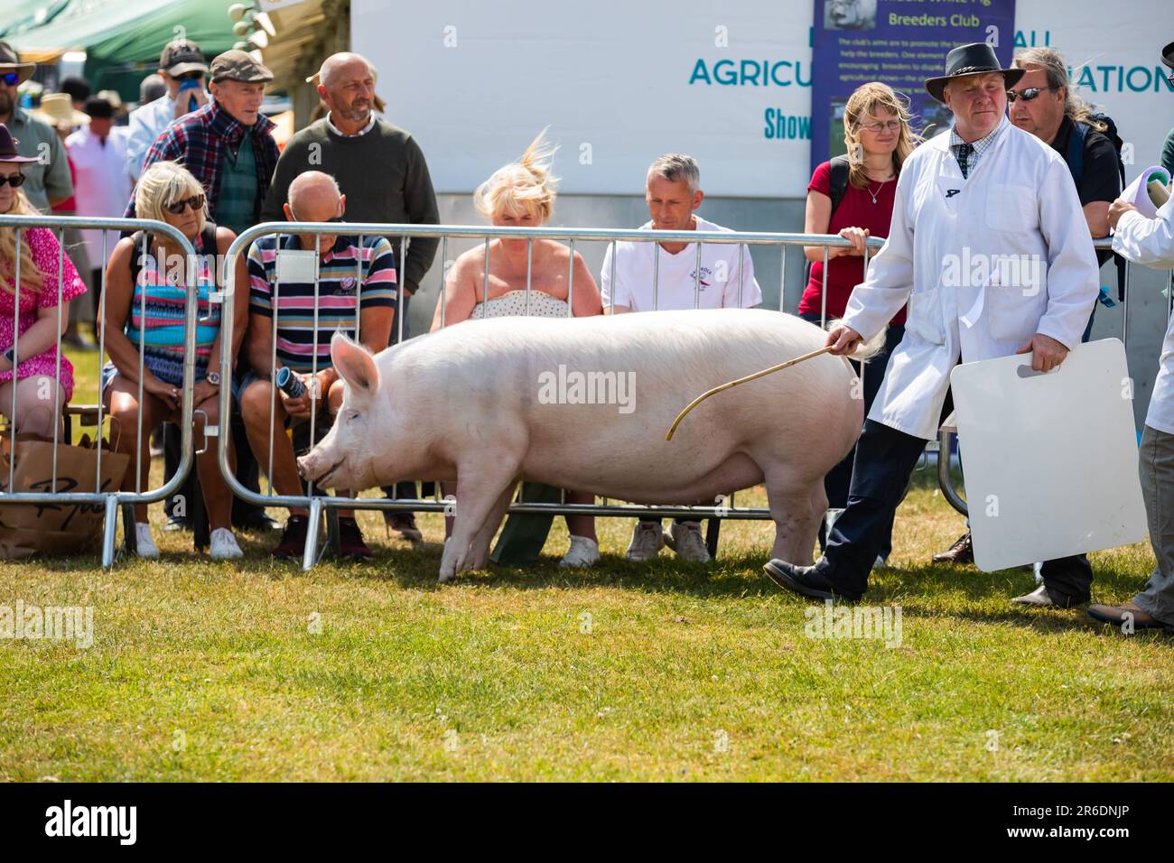 Large White Pigs at The Royal Cornwall Show, Wadebridge Stock Photo - Alamy