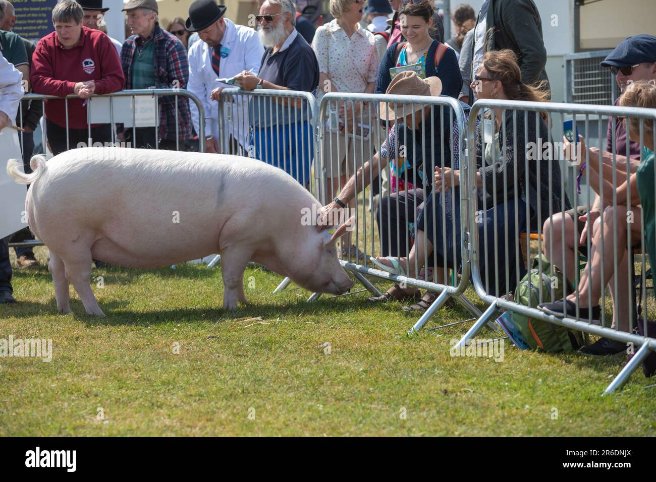 Large White Pigs at The Royal Cornwall Show, Wadebridge Stock Photo - Alamy