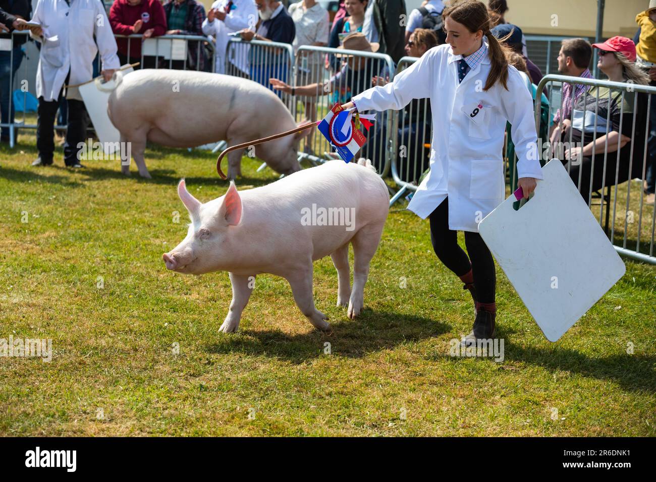 Large White Pigs at The Royal Cornwall Show, Wadebridge Stock Photo - Alamy