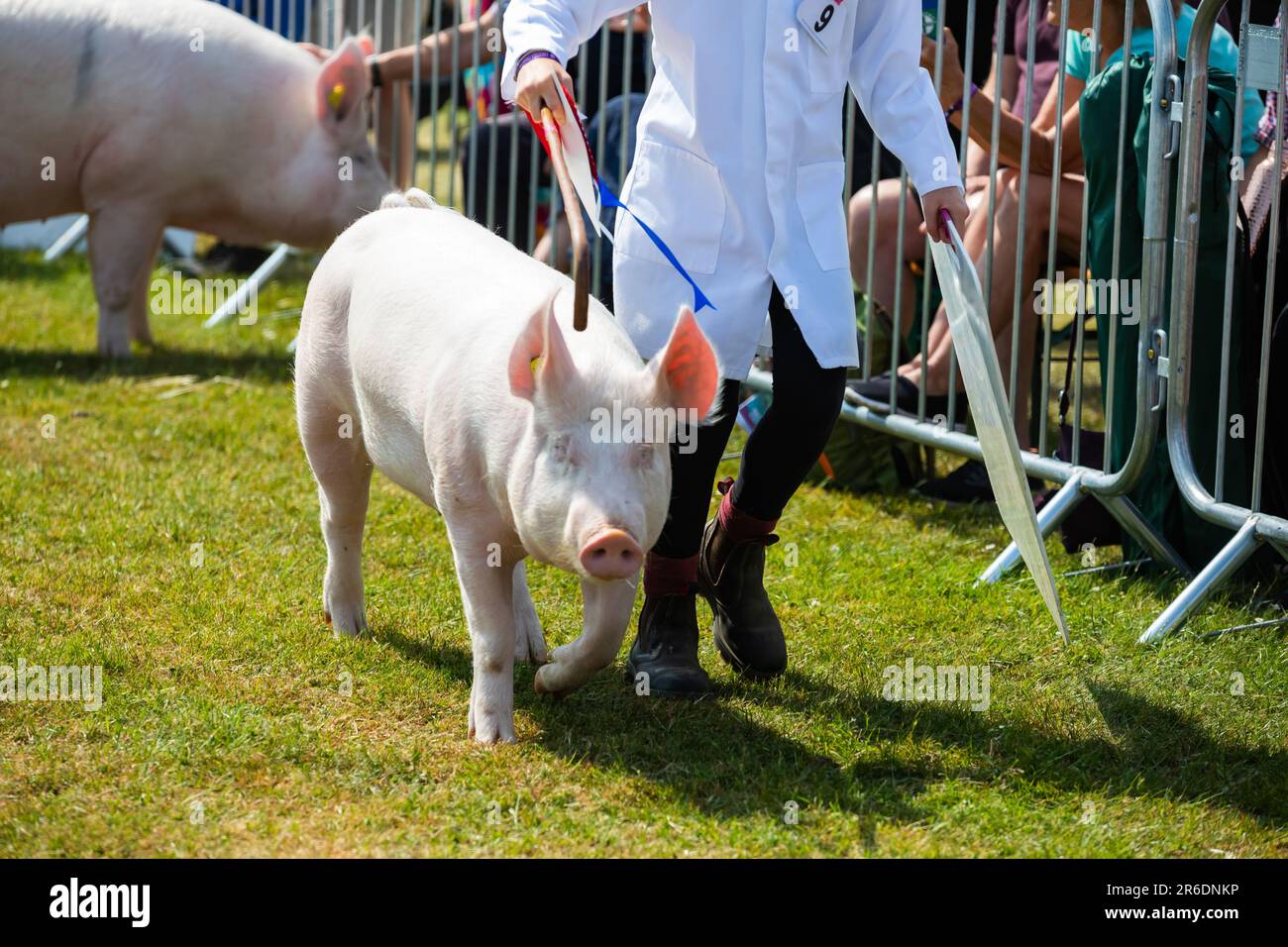 Large White Pigs at The Royal Cornwall Show, Wadebridge Stock Photo - Alamy