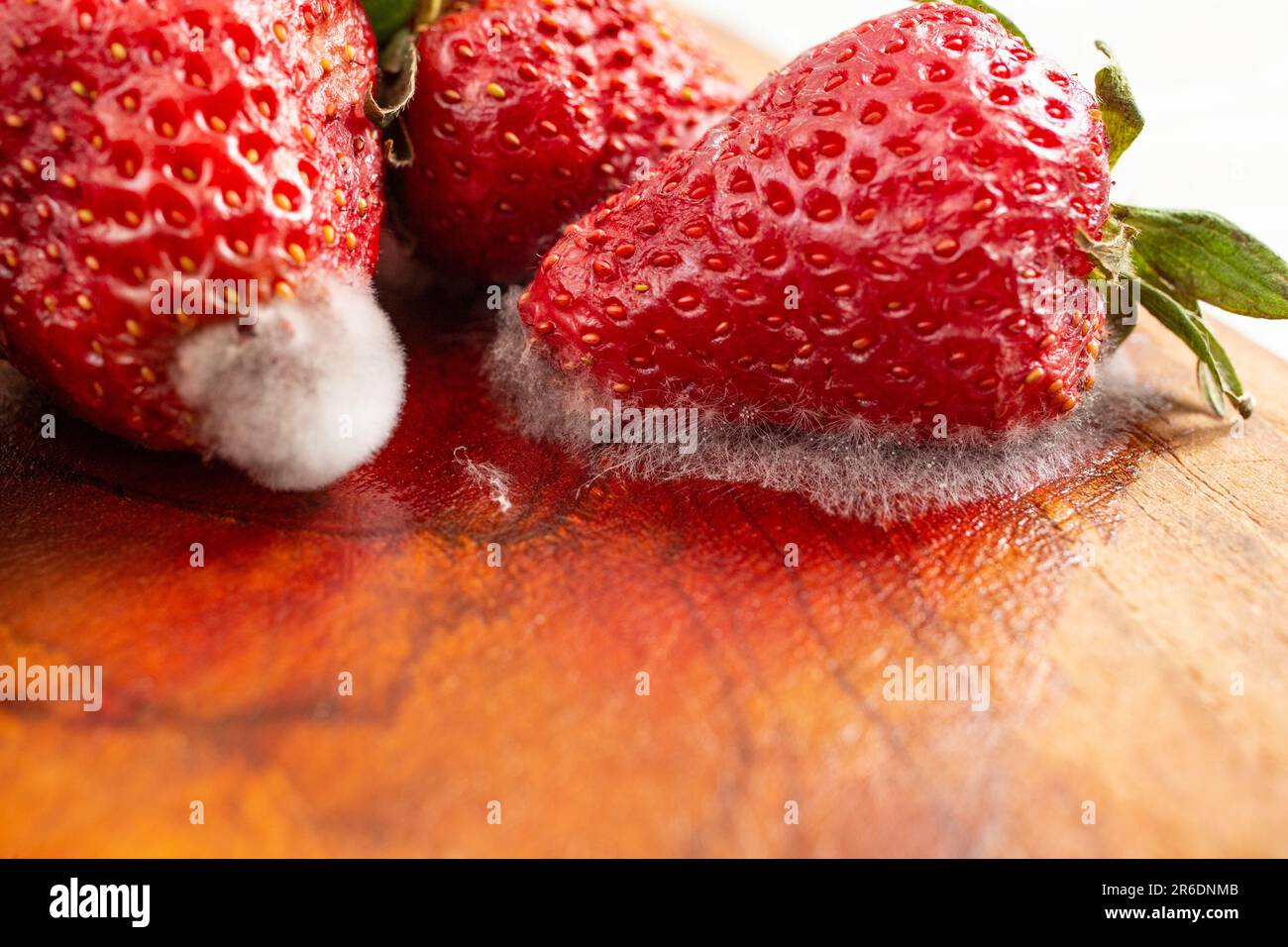 Spoiled molded strawberries on a wet chopping board, soft focus close ...