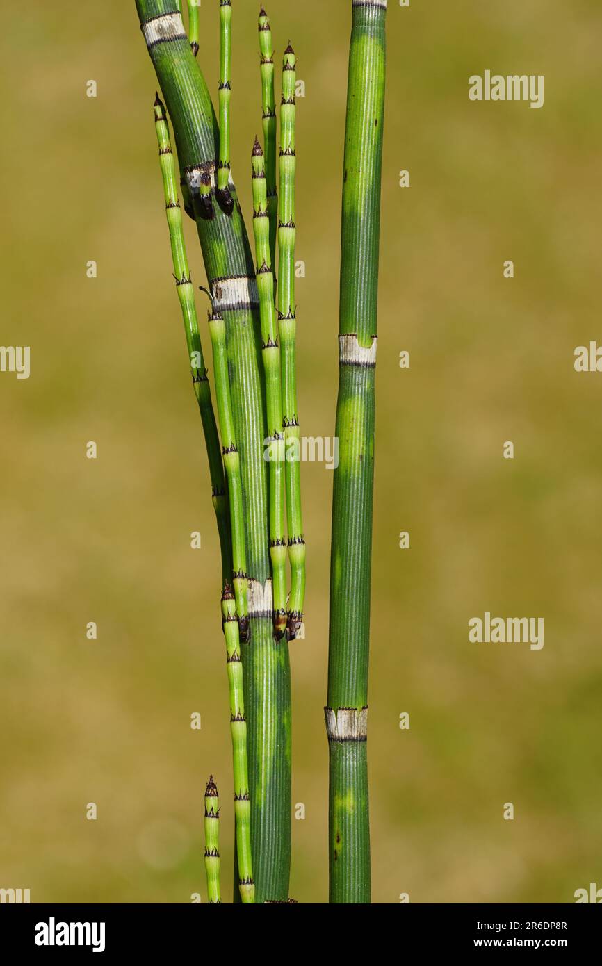 Close up Equisetum Hyemale, Equisetum japonica, Dutch Rush, Rough ...