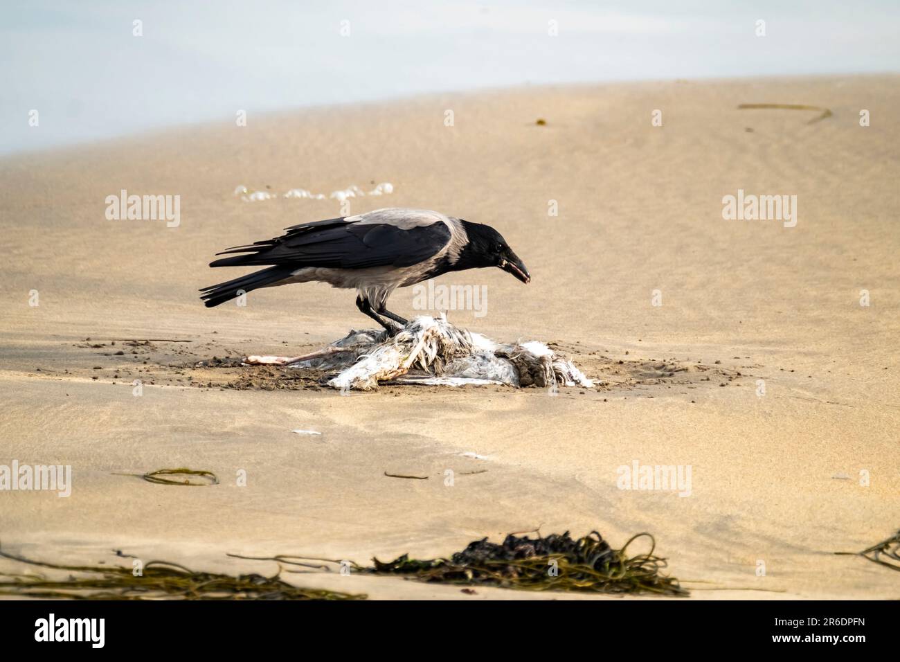 Crow eating a seagull on a sandy beach in Ireland Stock Photo - Alamy
