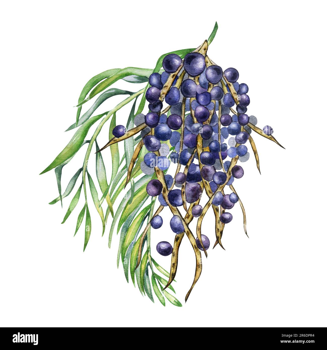 Acai tree bunch hi-res stock photography and images - Alamy