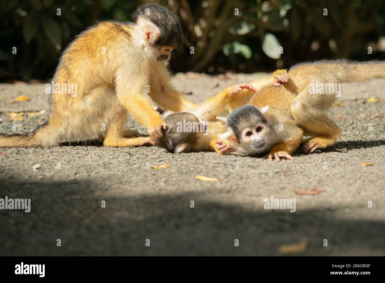 Playful squirrel monkey in Ishigaki island Okinawa, Japan Stock Photo ...