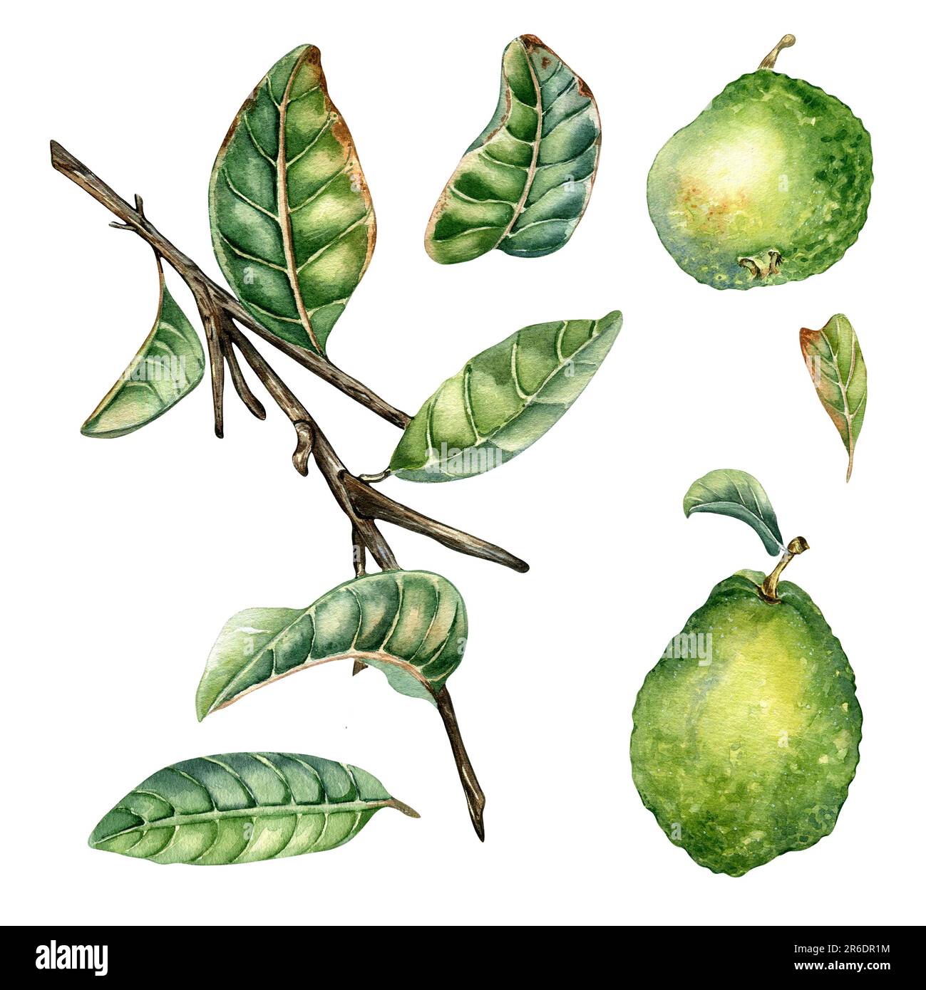 Set with branch of tree and two guava fruits watercolor illustration ...