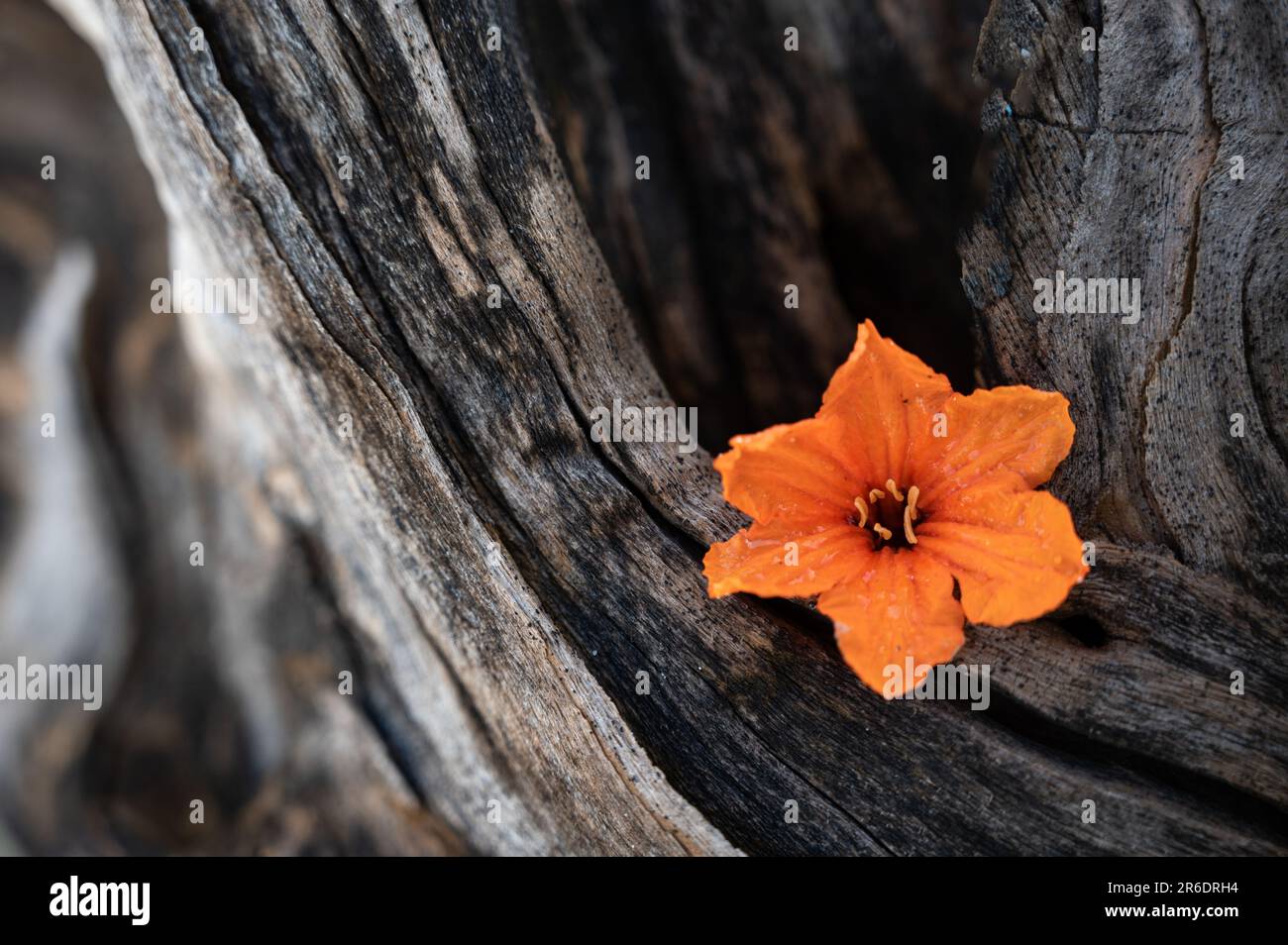 Ziricote tree hi-res stock photography and images - Alamy