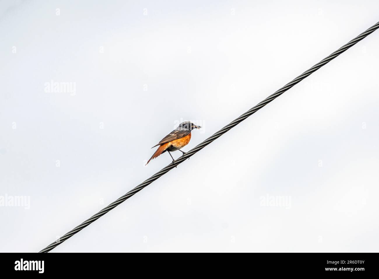 American robin bird on the power electric wire Stock Photo - Alamy