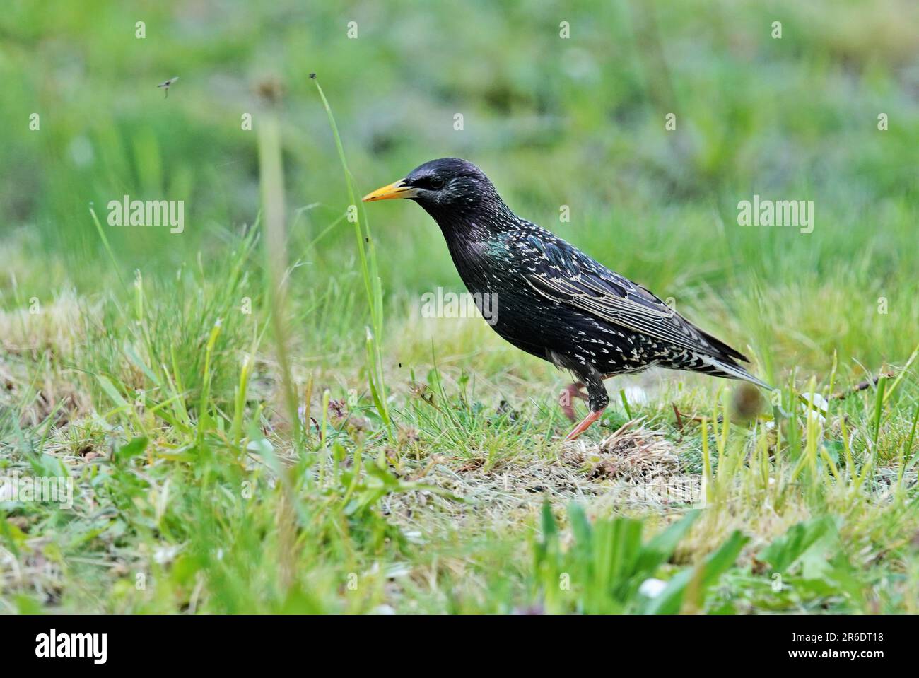 Common starling at the grass field Stock Photo - Alamy
