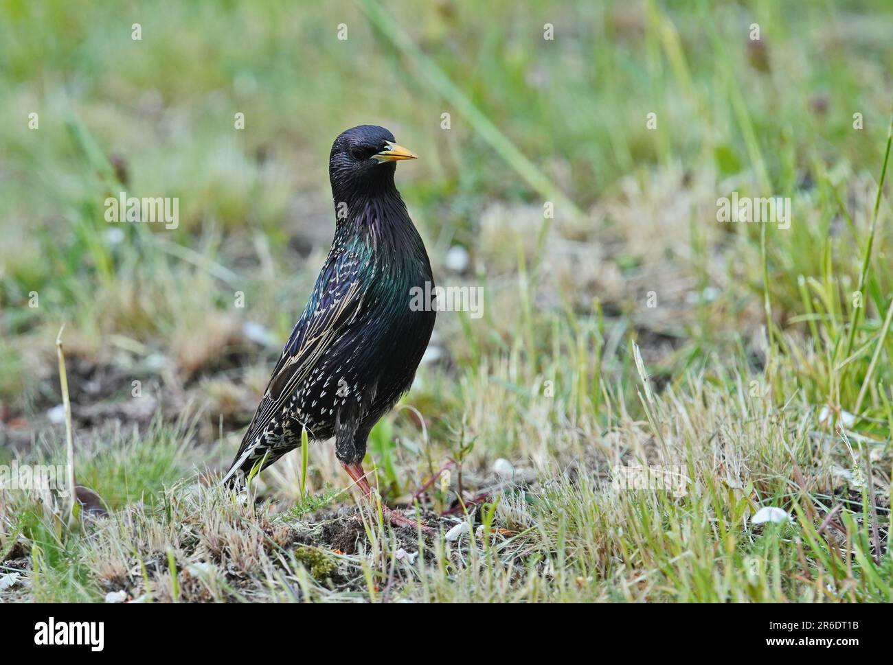 Common starling at the grass field Stock Photo - Alamy