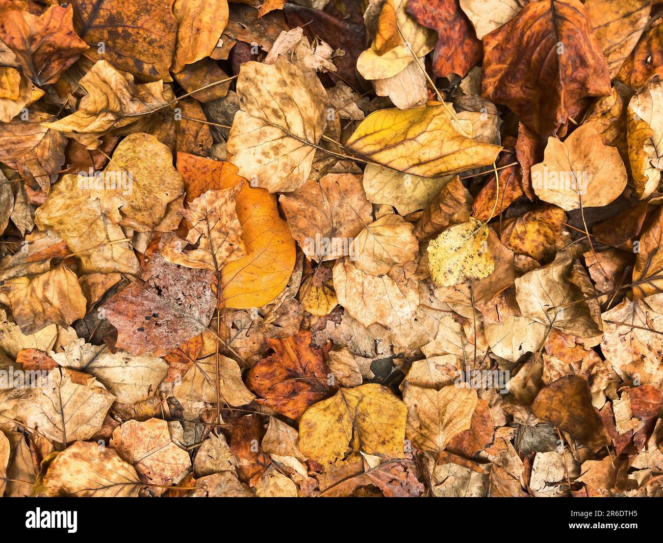 A beautiful autumn scene featuring various shades of leaves that have ...