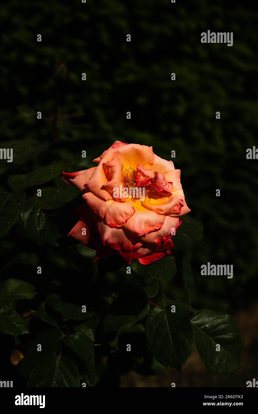 pink lonely rose in the dark Stock Photo - Alamy