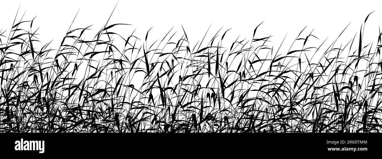 Detailed editable vector silhouette of a reed-bed Stock Vector Image ...
