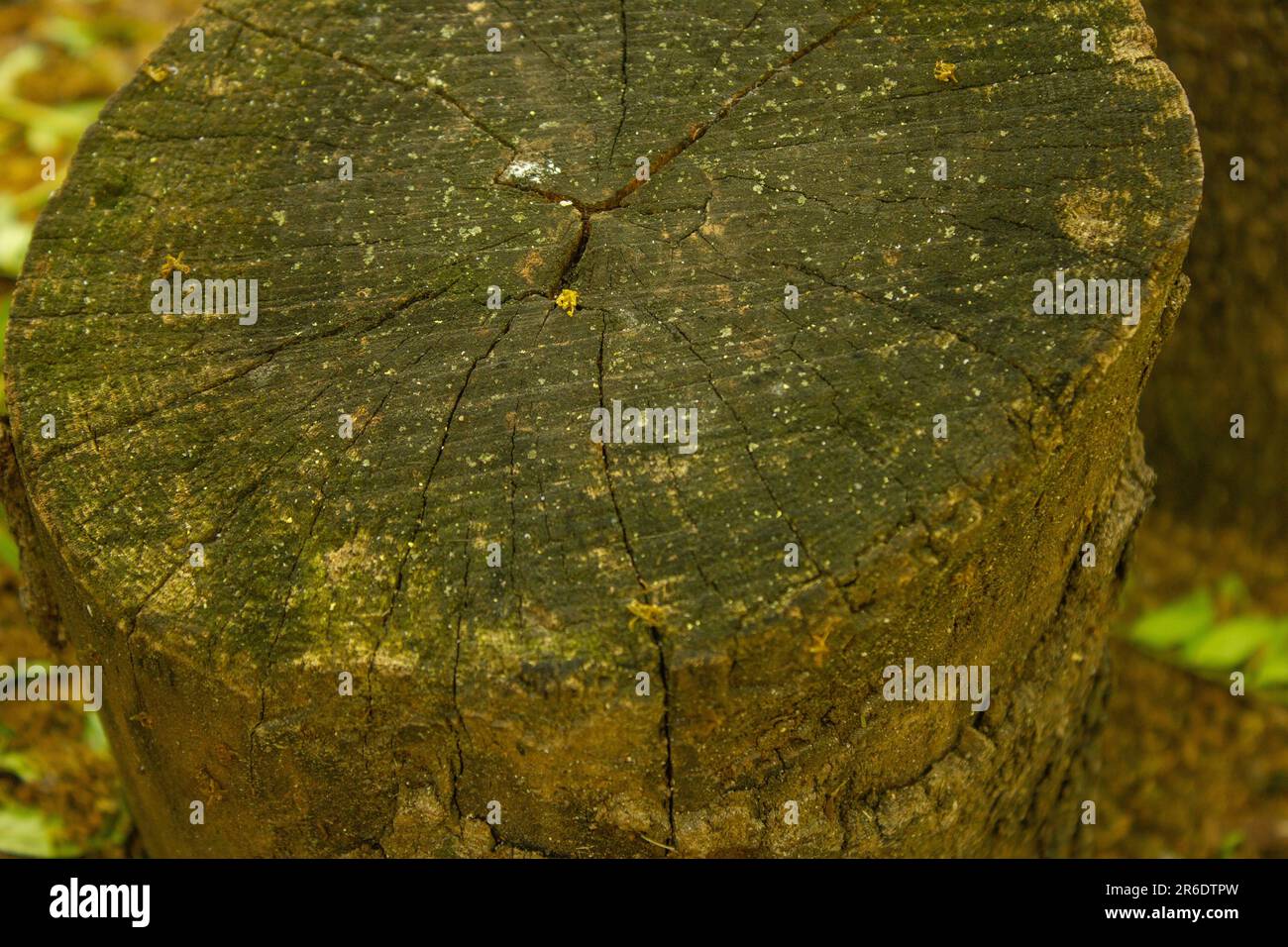 Big trees cut from the root. Forest cut down. Wood industry are ...