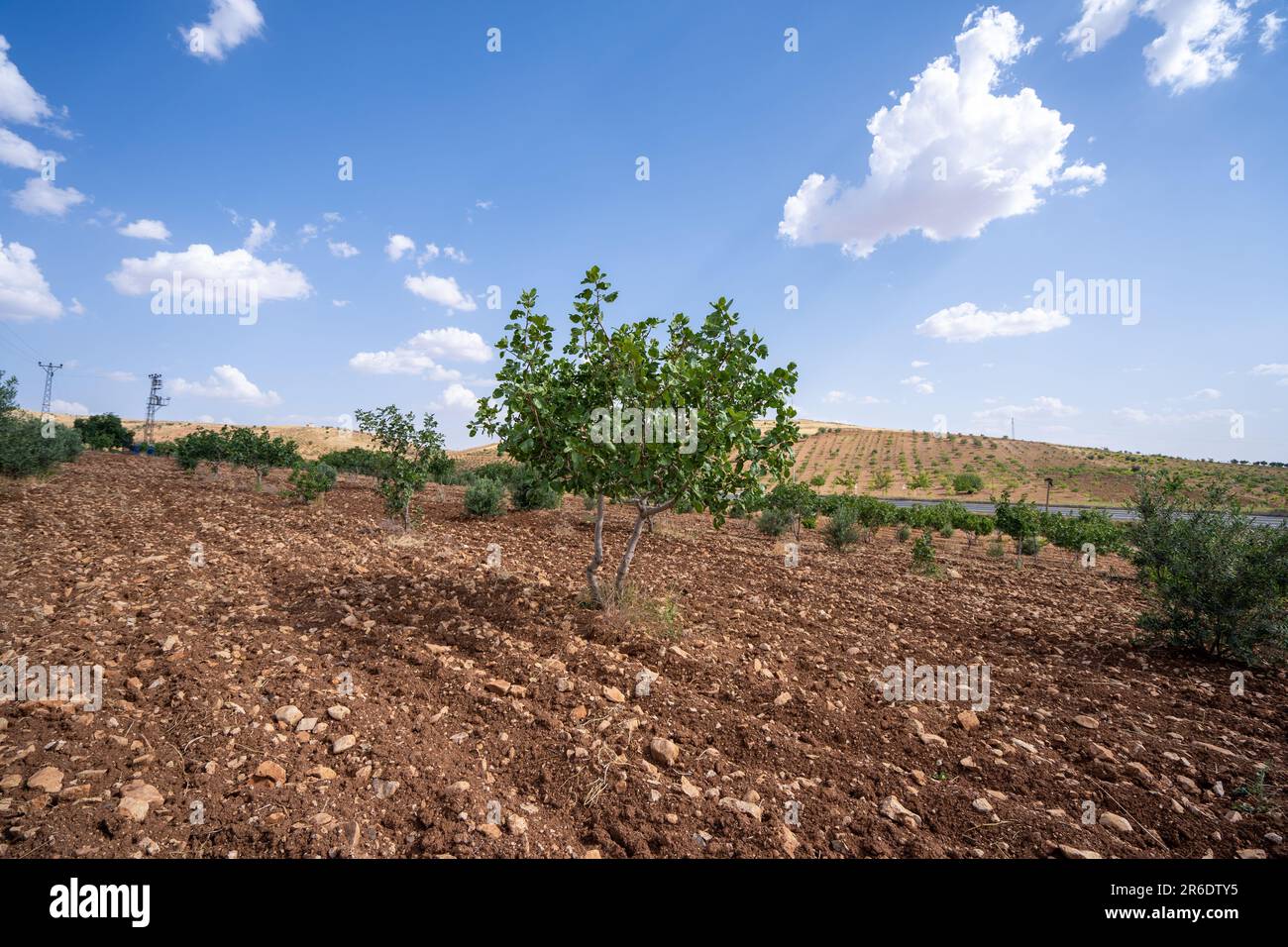Pistachio fruit tree hi-res stock photography and images - Alamy