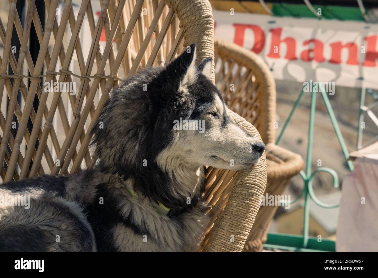 A husky sitting in a wicker chair, the Cold Desert Spiti Valley Stock ...