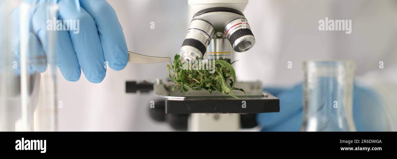 Chemist examining dry marijuana leaves under microscope in laboratory ...