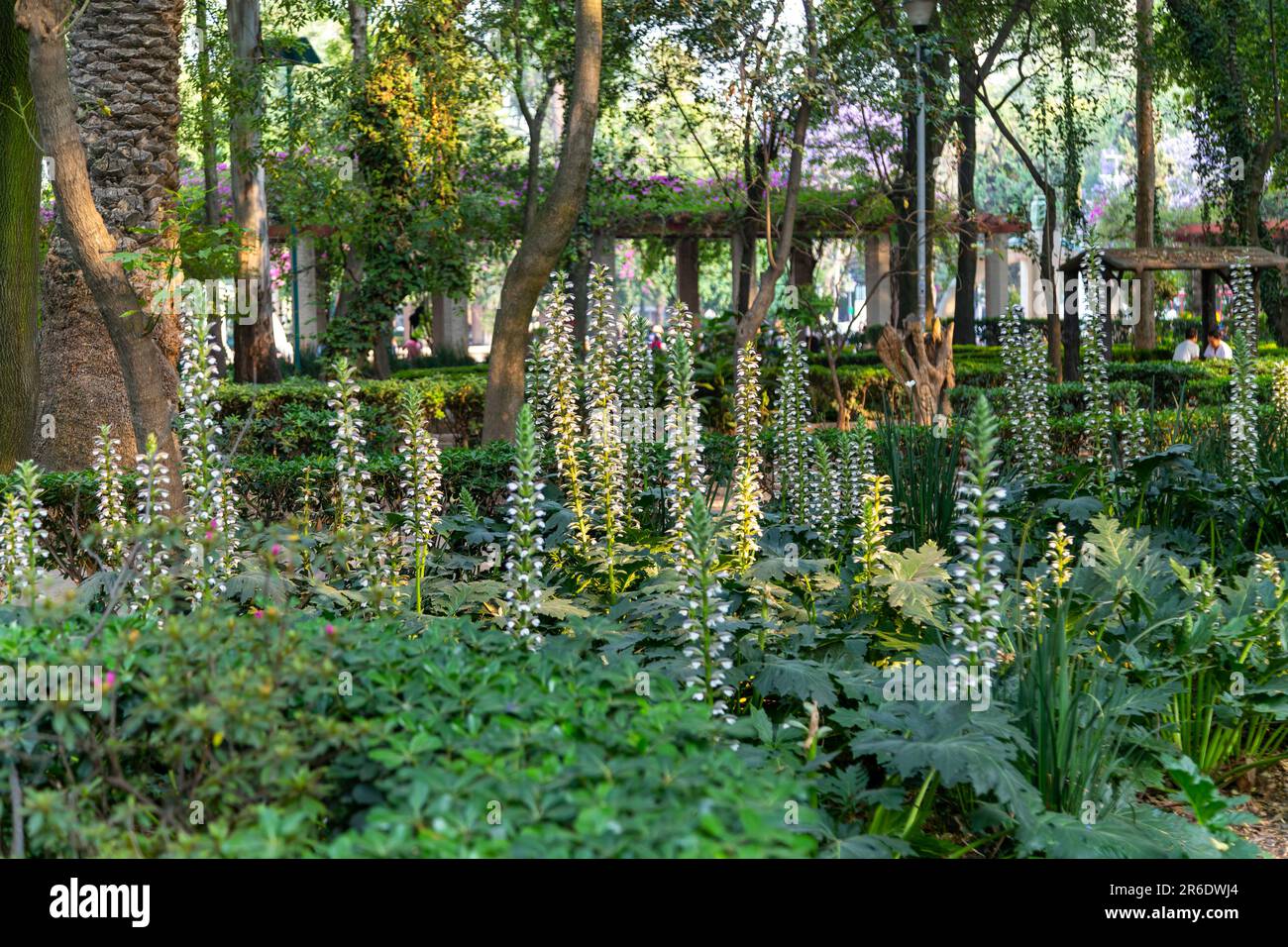 Trees and flowering plants in Parque Mexico, Colonia Hipodromo, La ...