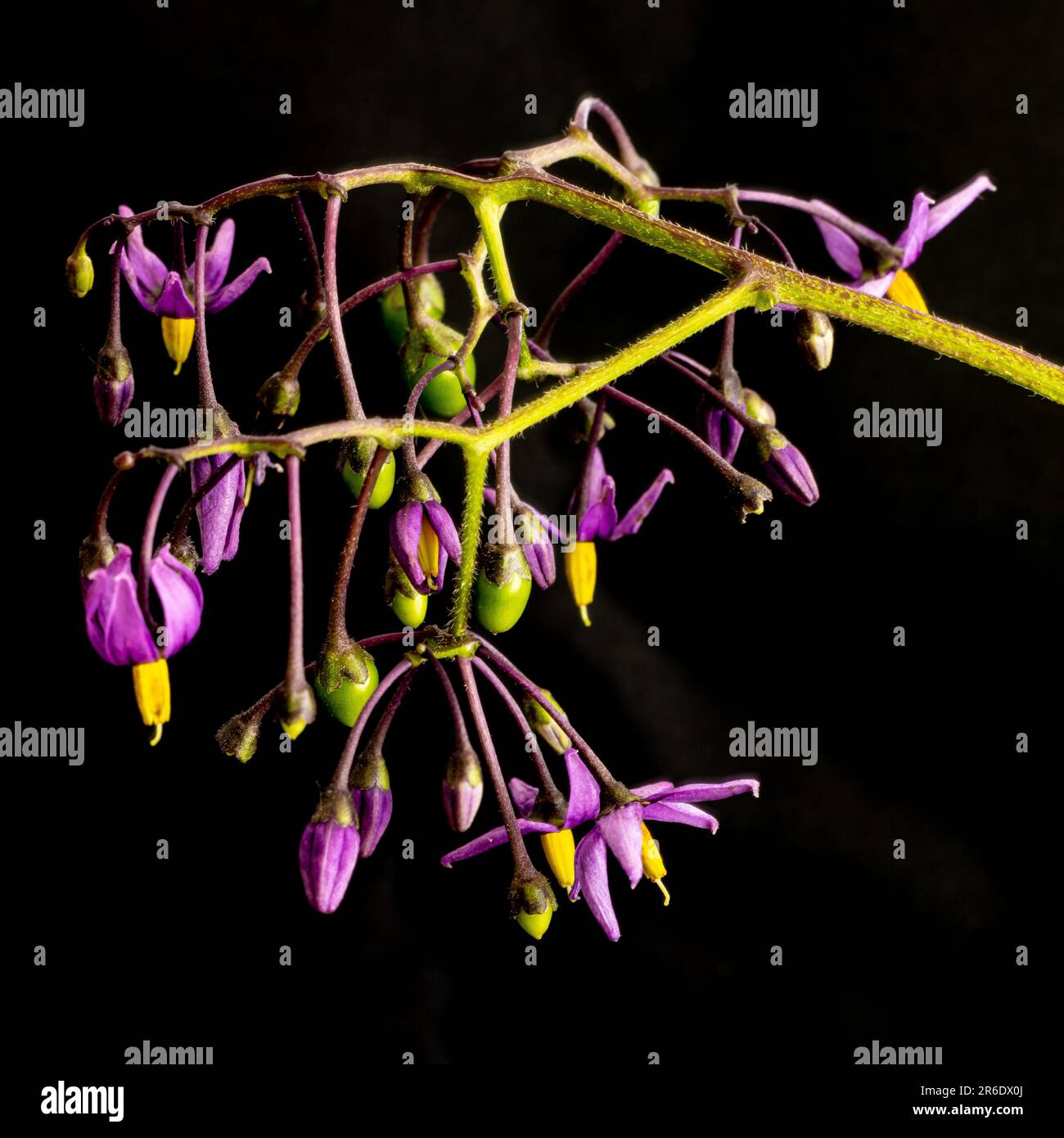 Deadly Nightshade Flowers on a Black Background Stock Photo - Alamy