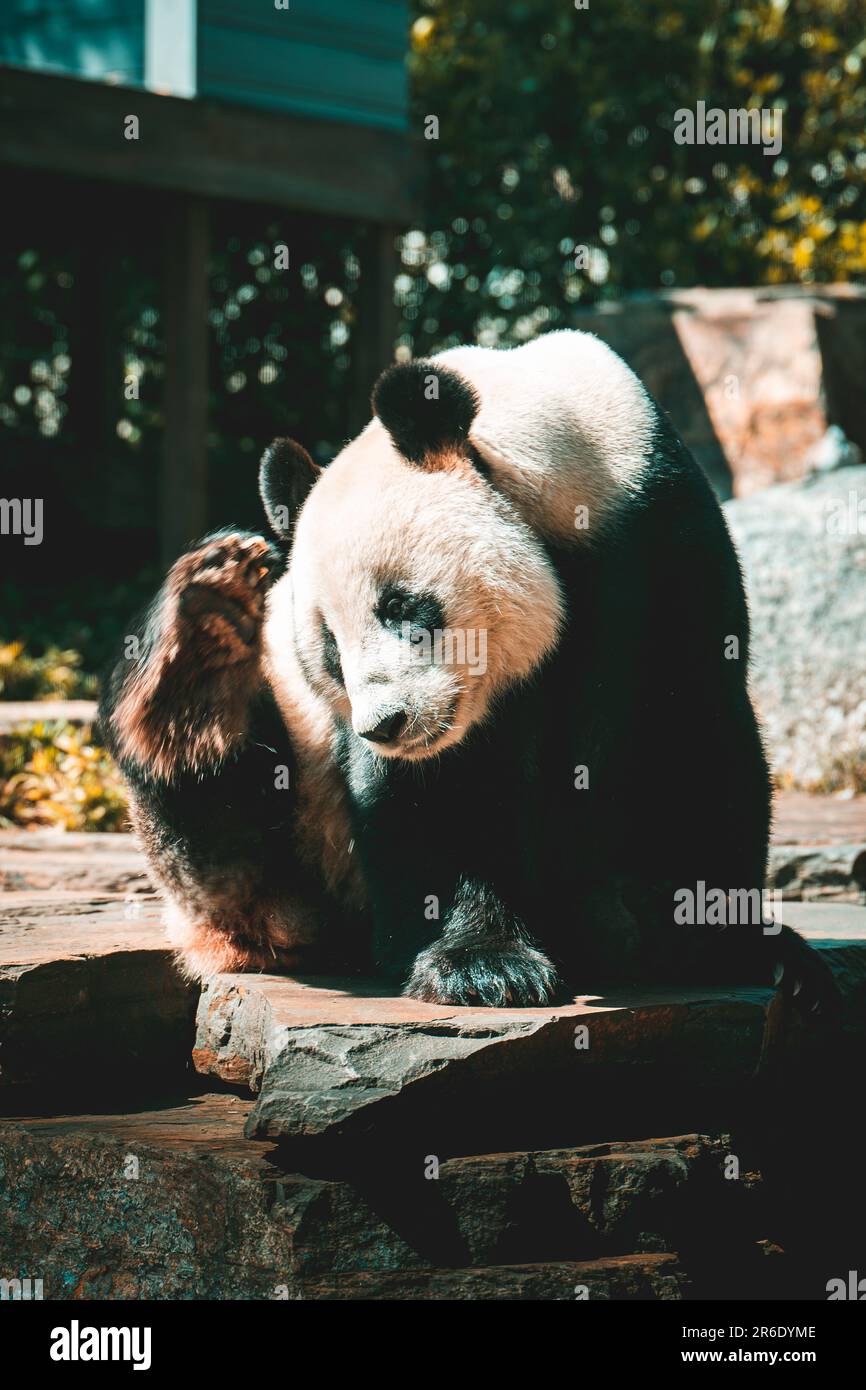 A cute panda bear lounging on a rocky surface, looking directly into ...
