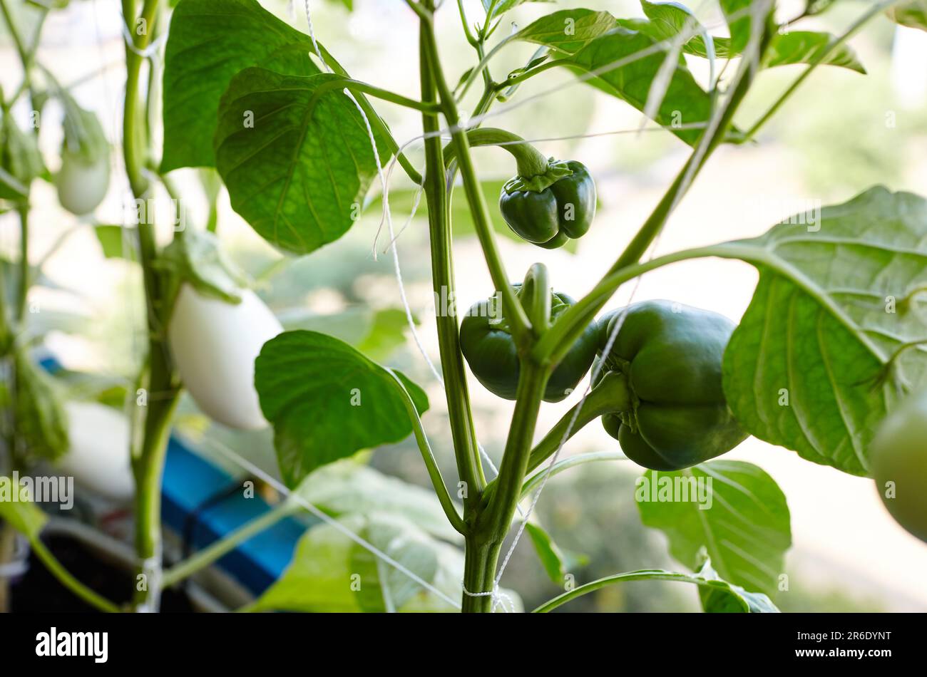 Green peppers grows in a greenhouse. Growing fresh vegetables at farm Stock Photo - Alamy