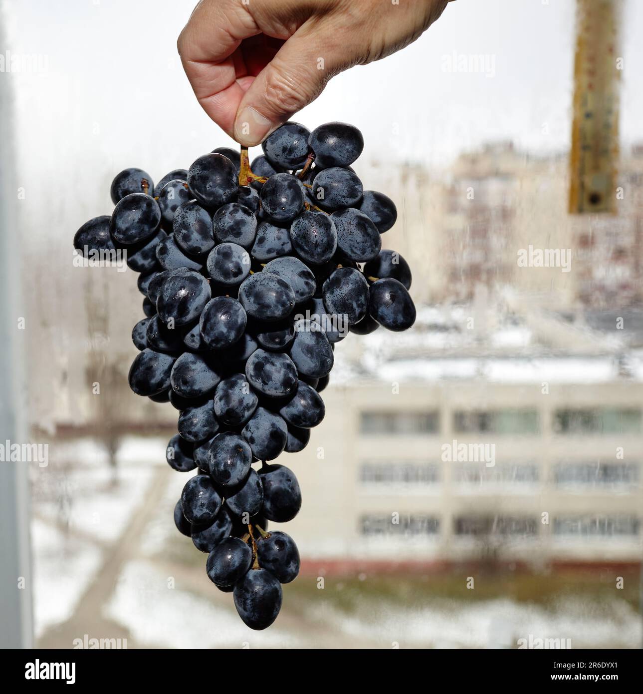 Men's hand holding a bunch of grapes. Healthy fruits for eating Stock ...