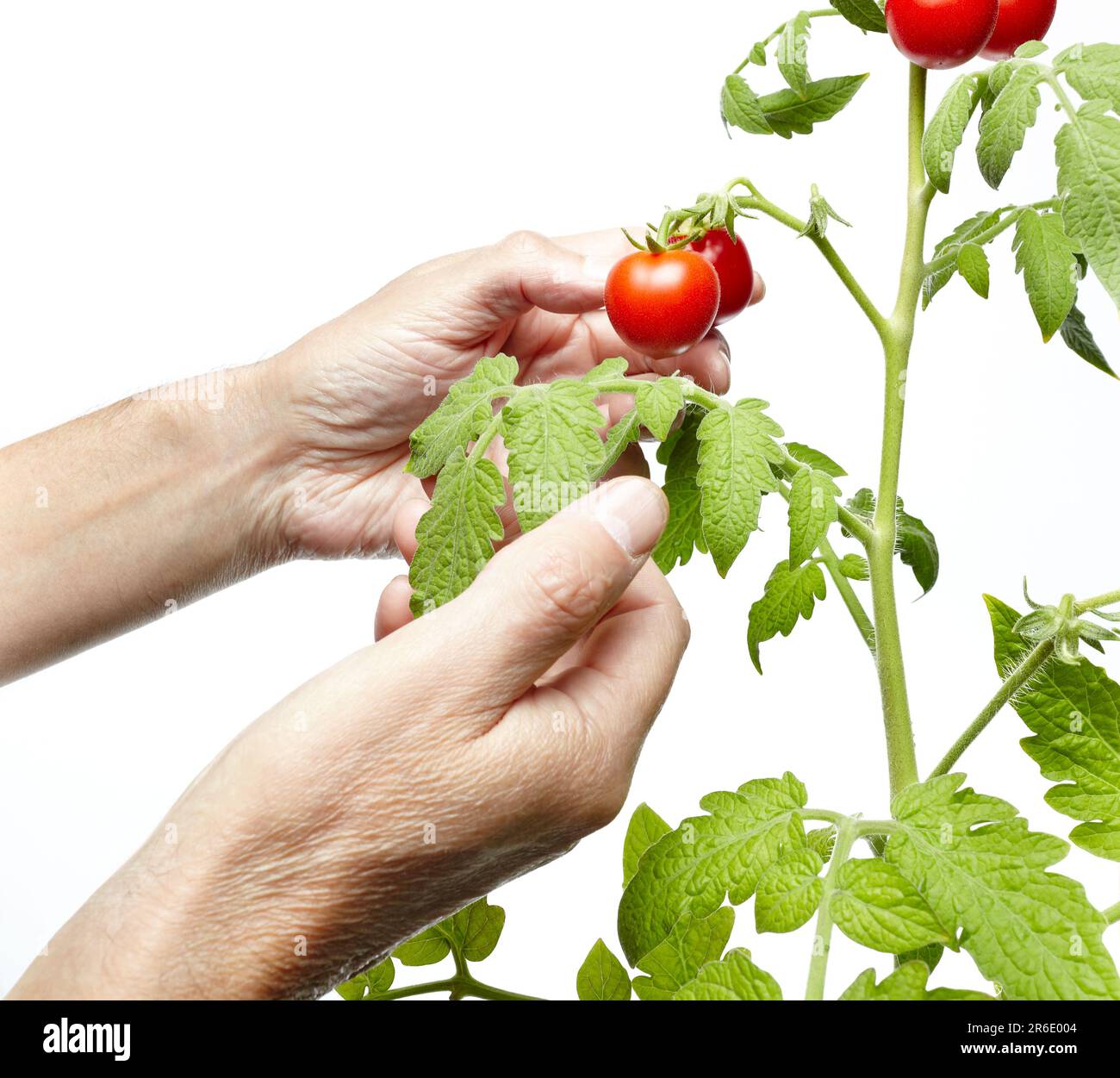 Men's hands harvesting fresh organic tomatoes in home garden, isolated ...