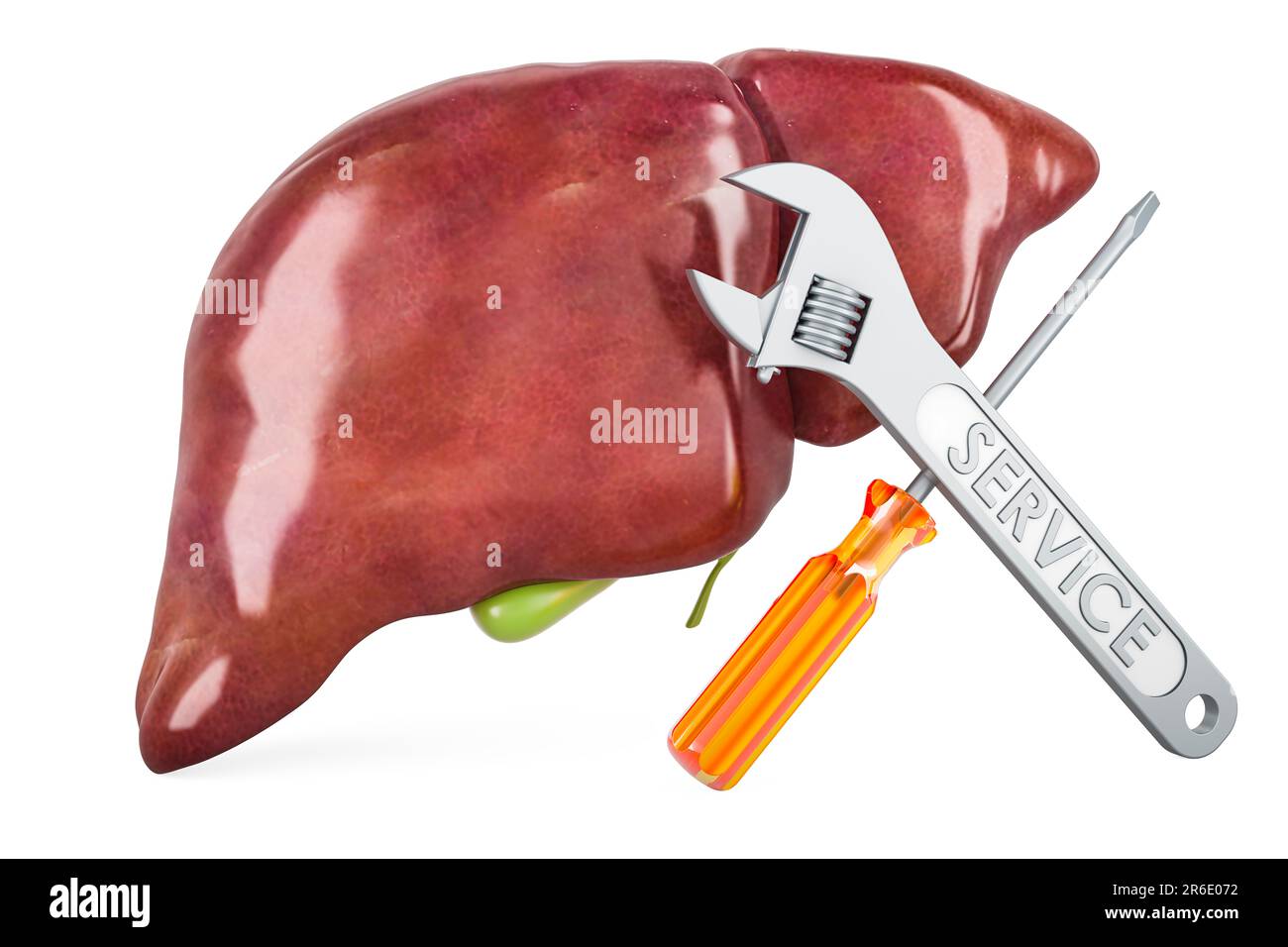 Human liver with gallbladder with screwdriver and wrench, 3D rendering ...