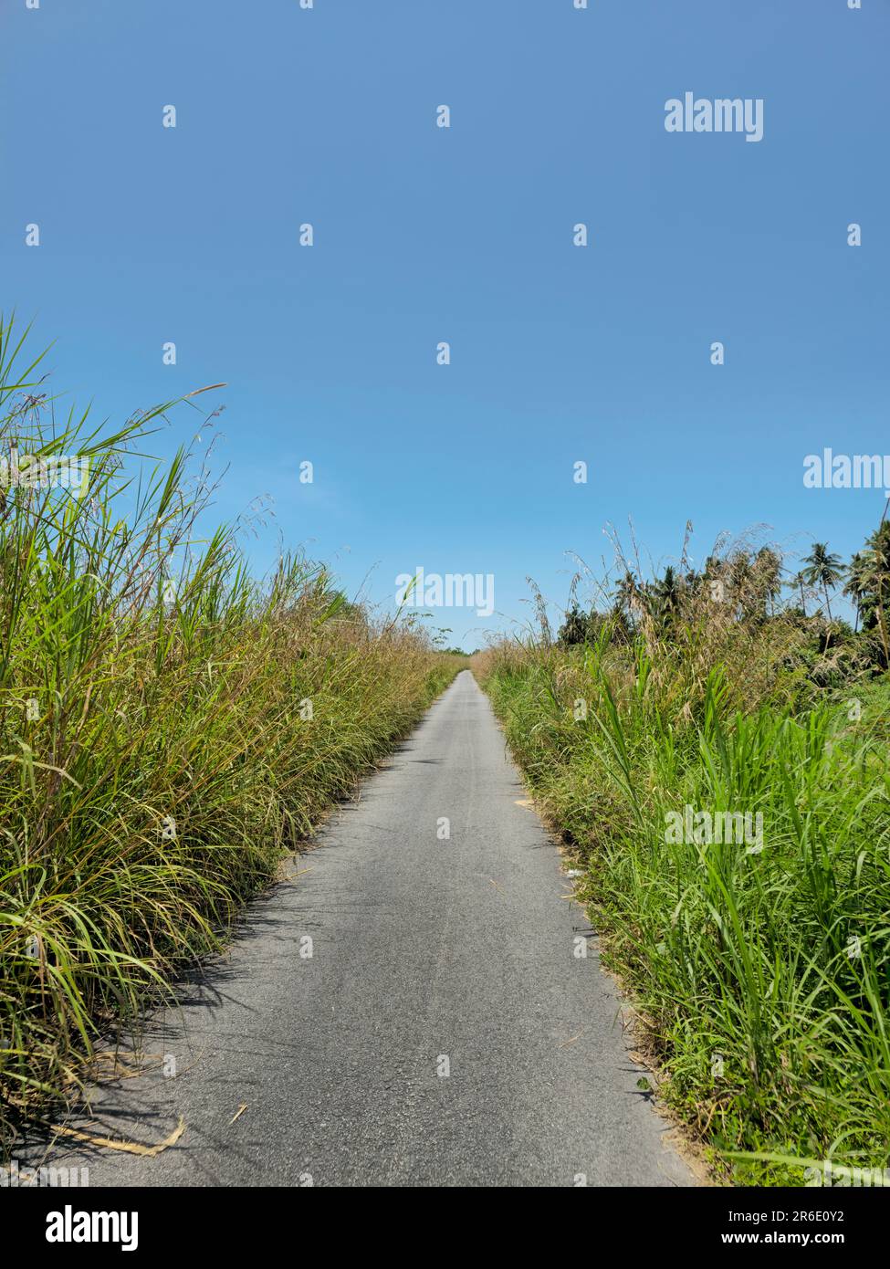 Road in green meadows. Summer country road with grass. Straight road ...