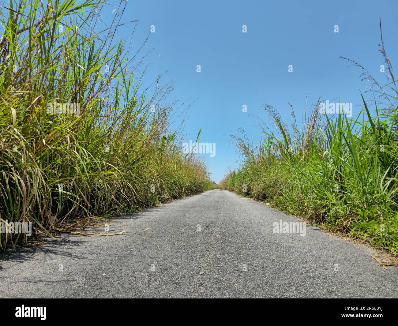 Road in green meadows. Summer country road with grass. Straight road ...
