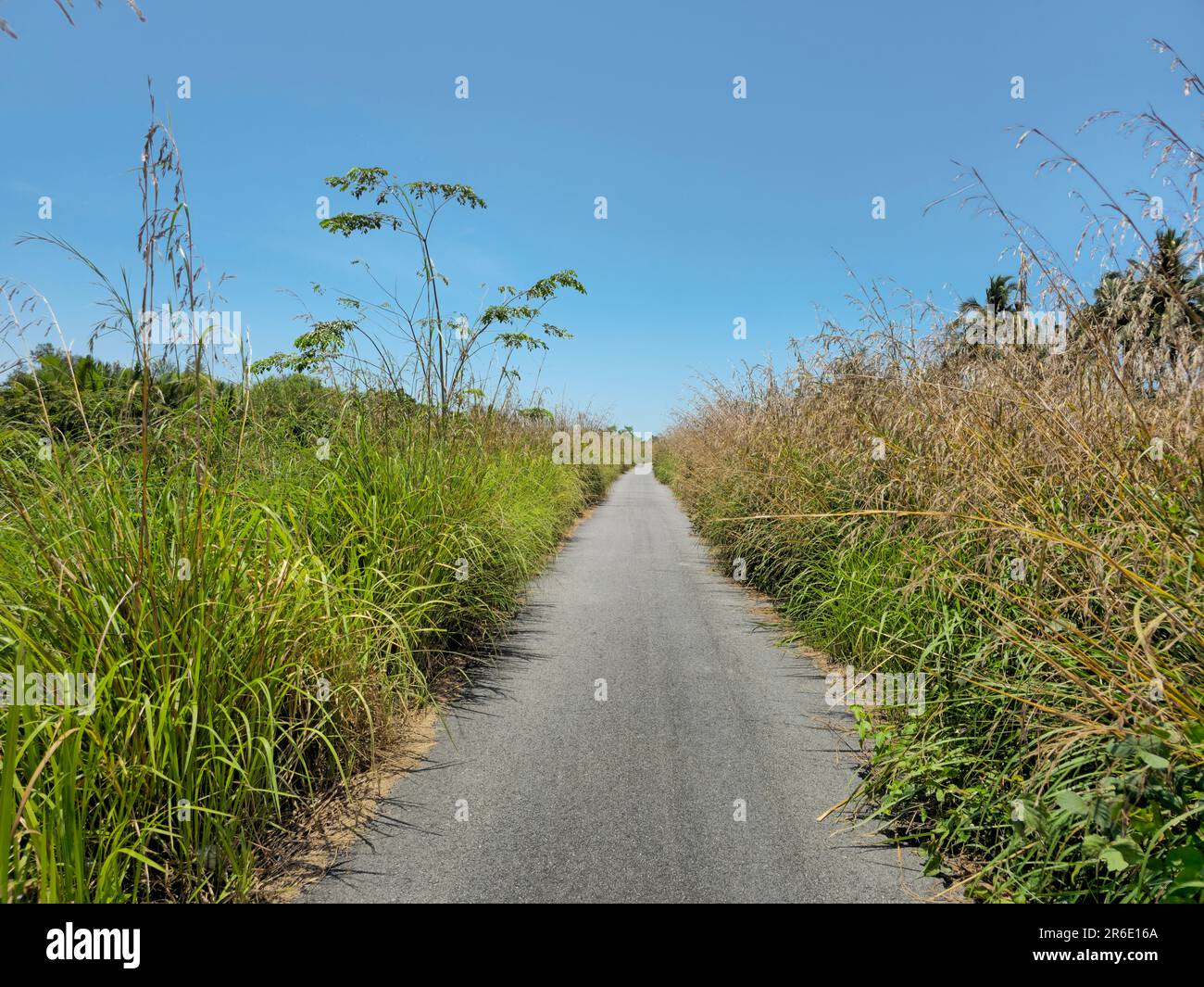 Road in green meadows. Summer country road with grass. Straight road ...