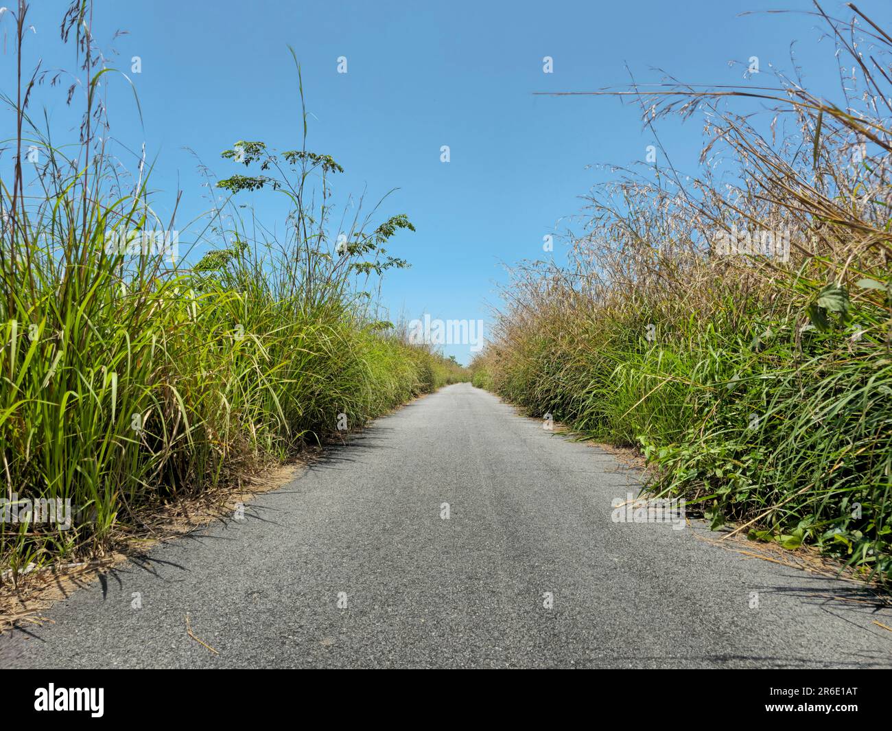Road in green meadows. Summer country road with grass. Straight road ...