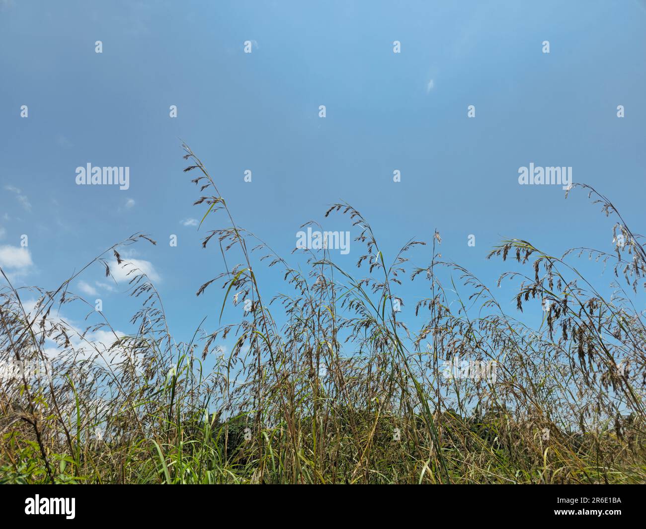 Long grass flutters in wind hi-res stock photography and images - Alamy