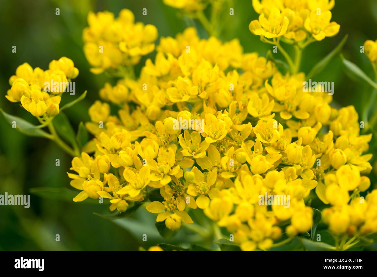 Euphorbia virgata, commonly known as leafy spurge, wolf's milk leafy ...