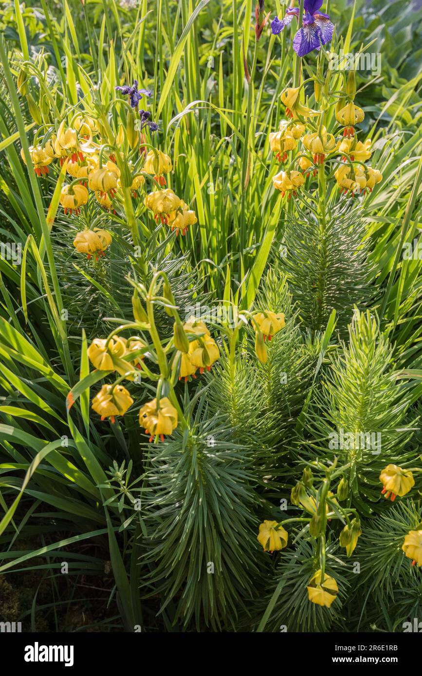 Lileum rhodopeum, rhodope lily or very similar Stock Photo - Alamy