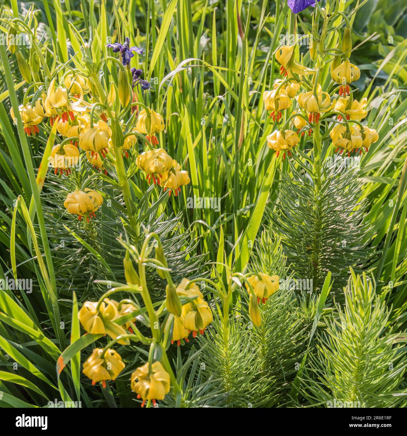 Rhodope lily hi-res stock photography and images - Alamy