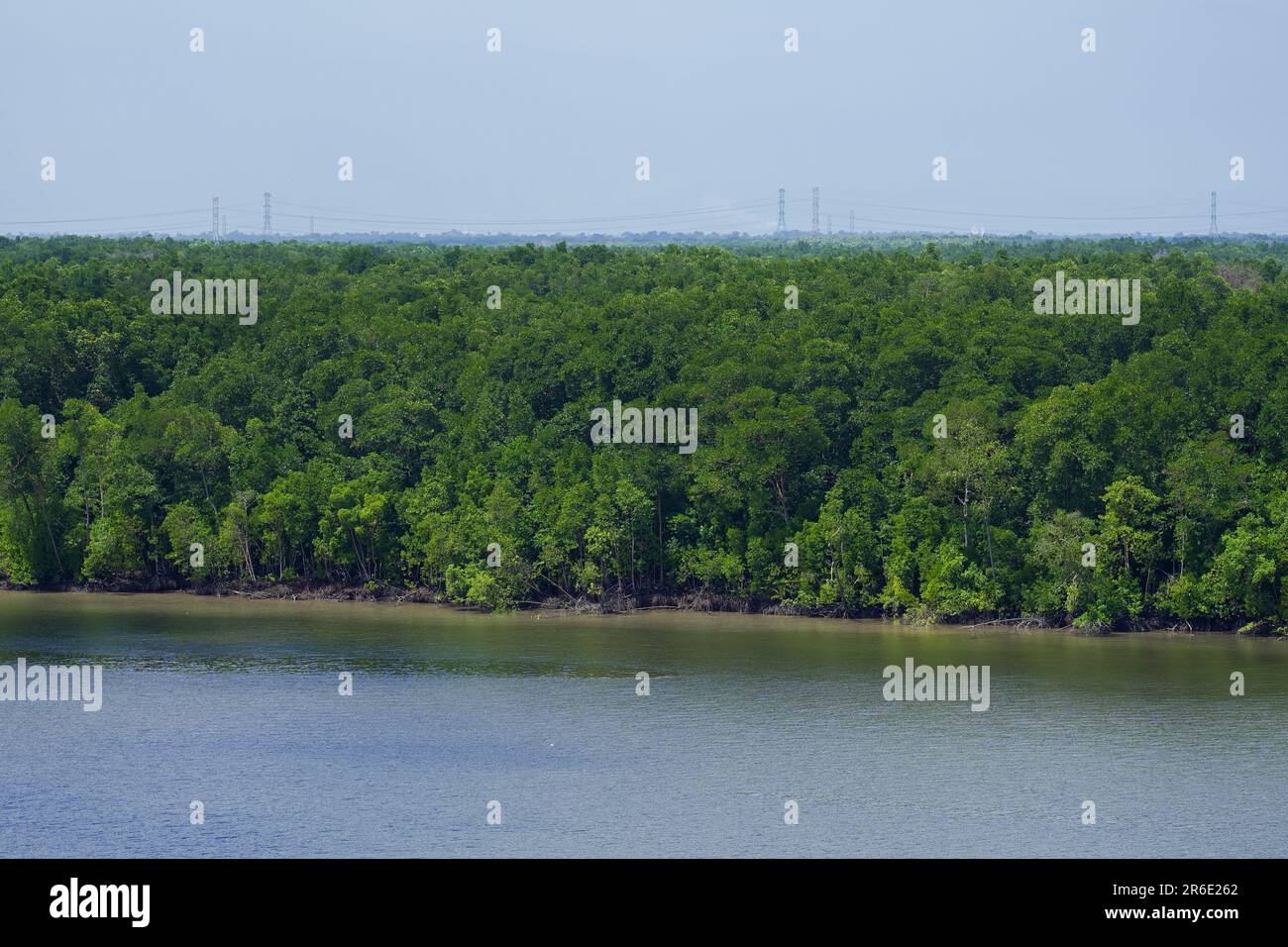 Mangrove estuary of river in Malaysia. Mangrove forest and shallow ...