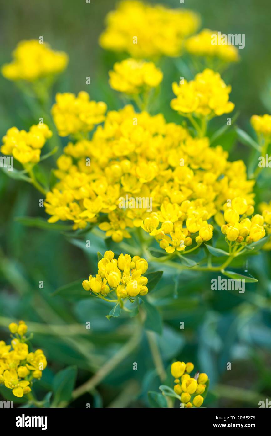 Euphorbia virgata, commonly known as leafy spurge, wolf's milk leafy ...