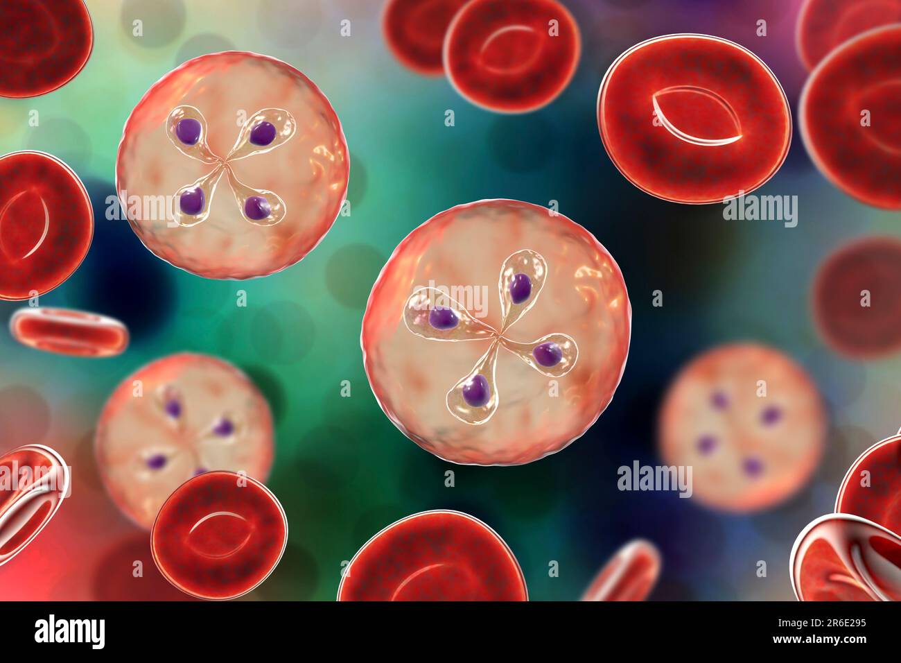 Babesia parasites inside red blood cell, computer illustration. This is ...