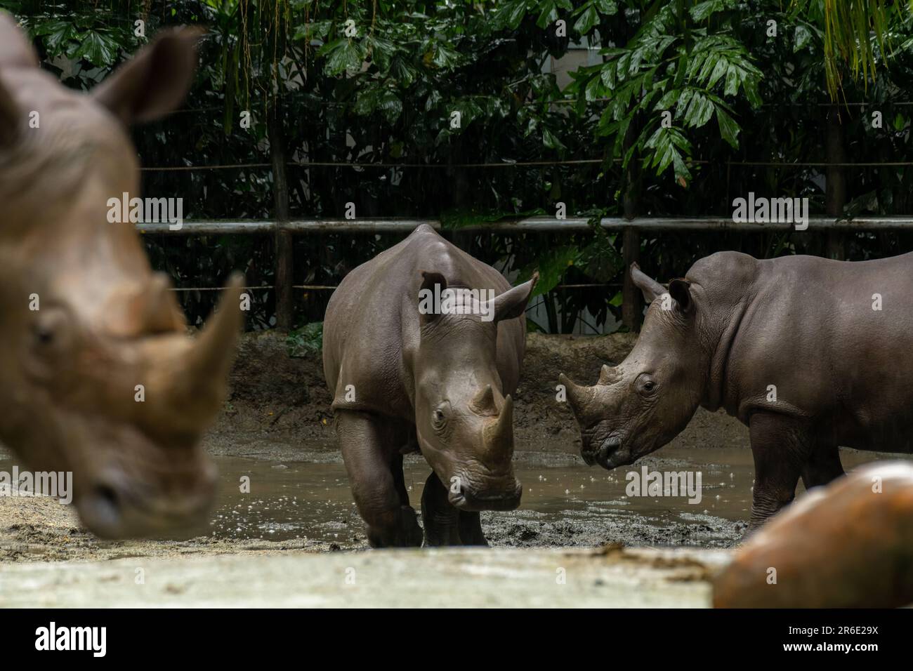 A closeup shot of a baby white rhinoceros or square-lipped rhino ...