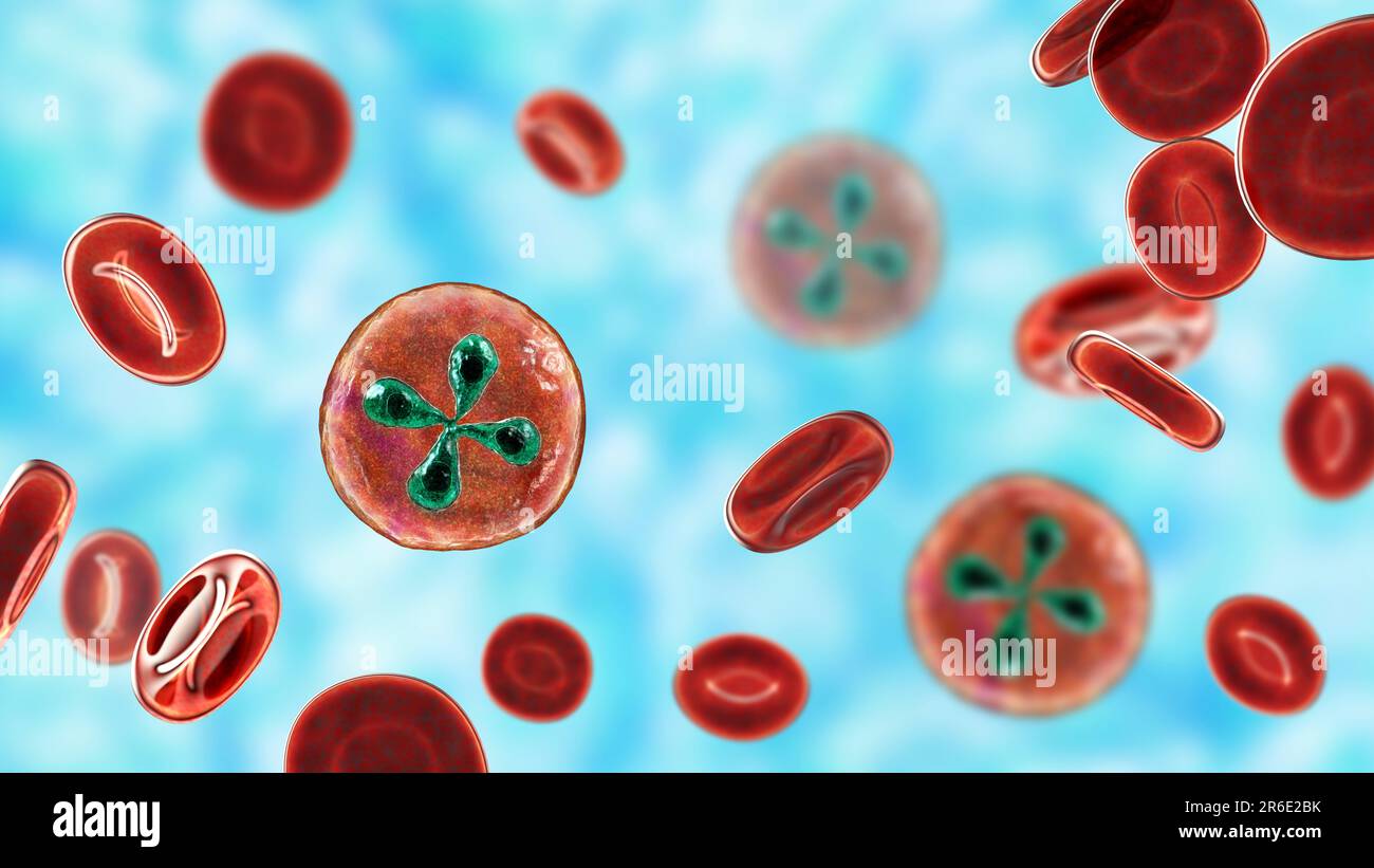 Babesia parasites inside red blood cell, computer illustration. This is ...