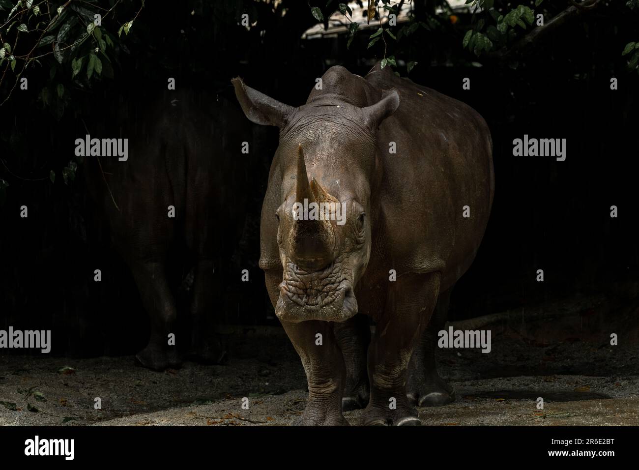 White rhinoceros under the trees, Ceratotherium simum, with big horns ...