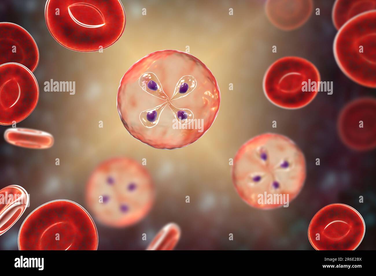 Babesia parasites inside red blood cell, computer illustration. This is ...